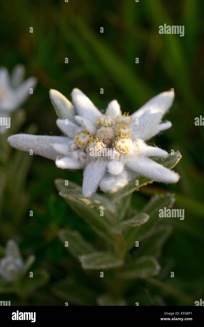 Edelweiss field hi-res stock photography and images - Alamy