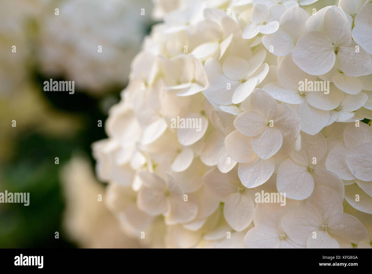 Beautiful closeup of Hydrangea flower in nature Stock Photo - Alamy