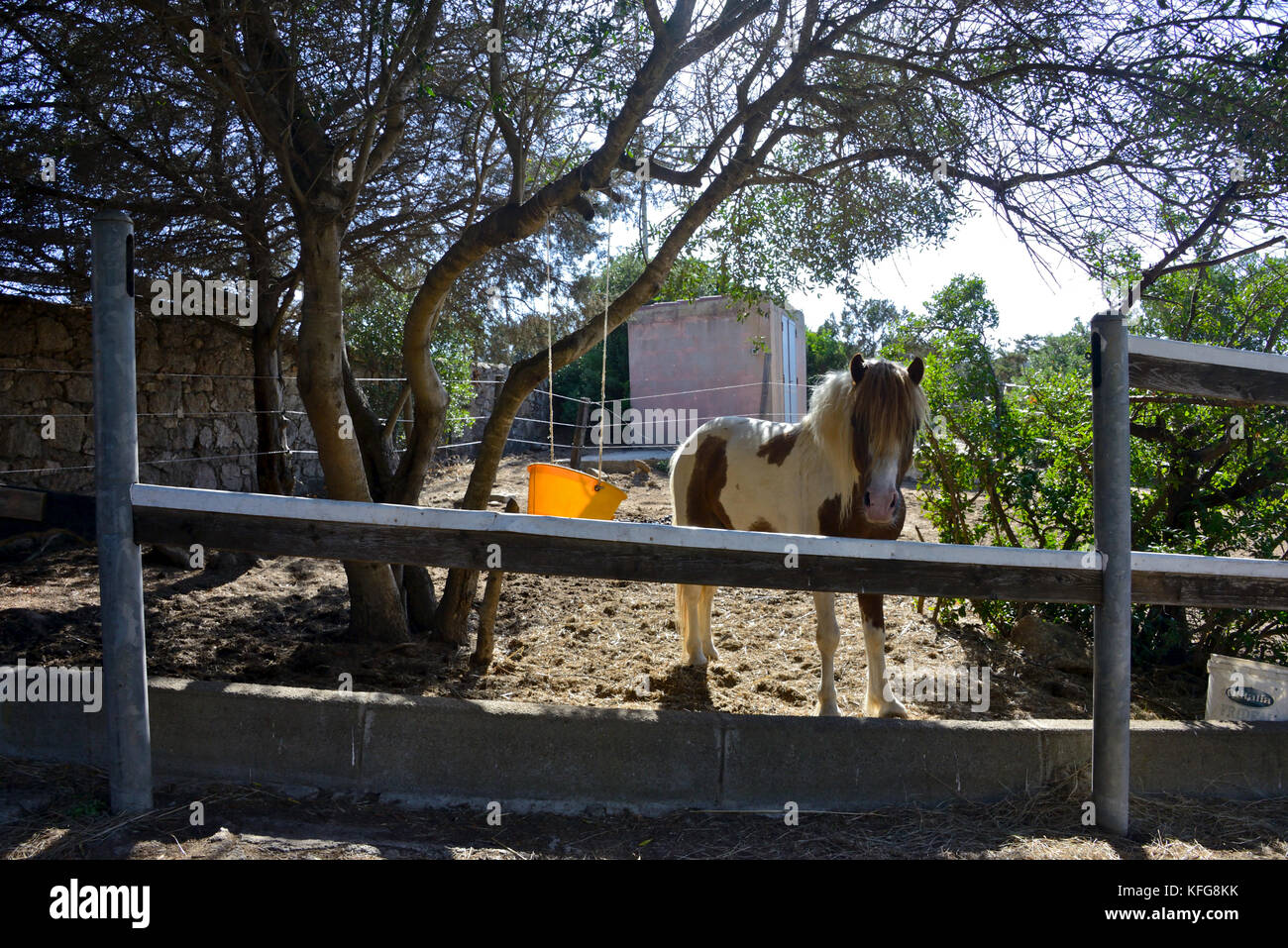 Painted Pony Stock Photos & Painted Pony Stock Images - Alamy