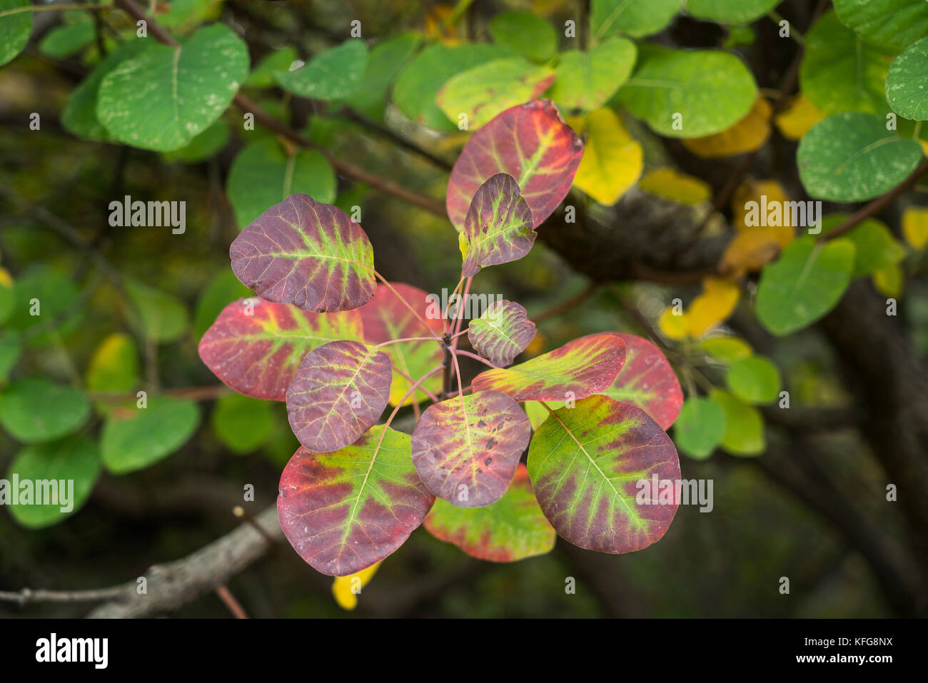 The typical colors of the vegetation in Karst (Carso Stock Photo - Alamy