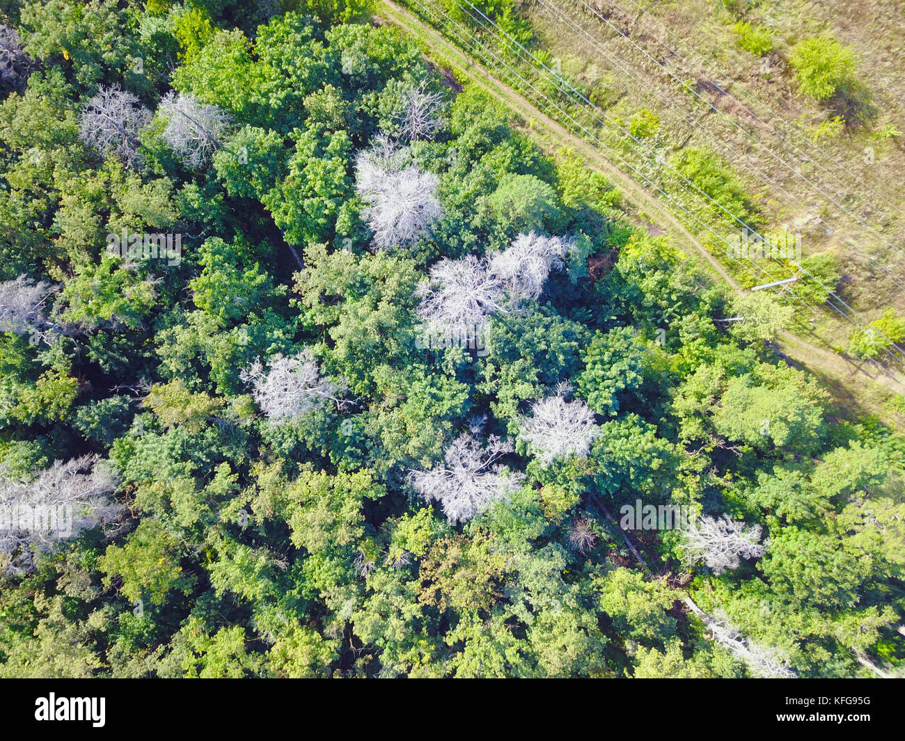 Forest and field with a trail aerial photography Stock Photo - Alamy