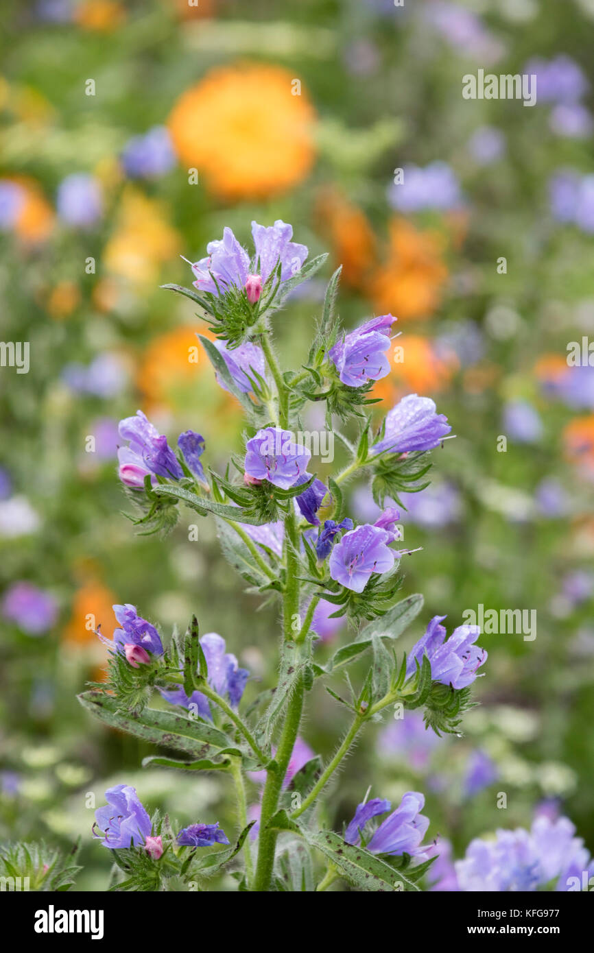 Vipers bugloss plant hi-res stock photography and images - Alamy