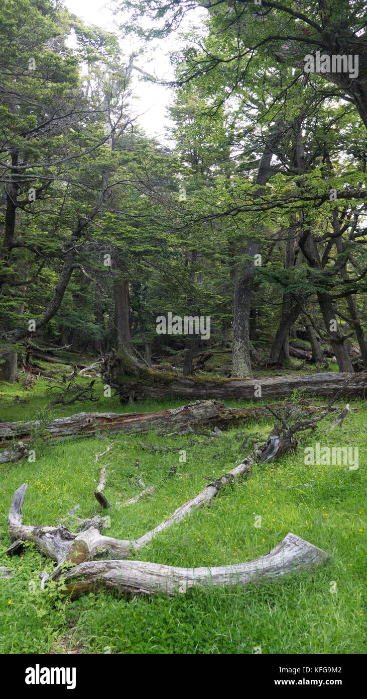 Green restful hi-res stock photography and images - Alamy