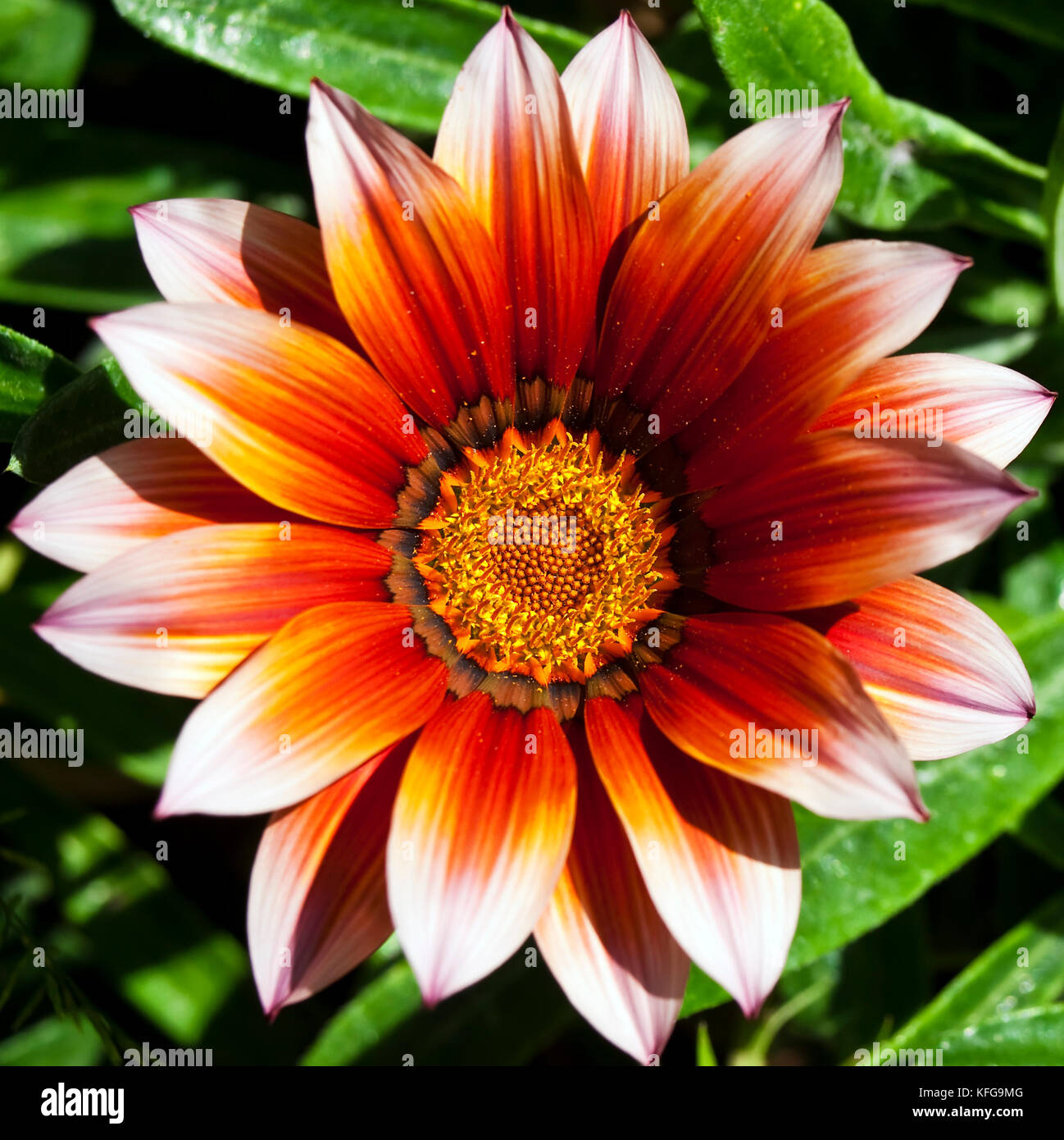A beautiful gazania flower in full bloom in a garden flowerbed Stock ...