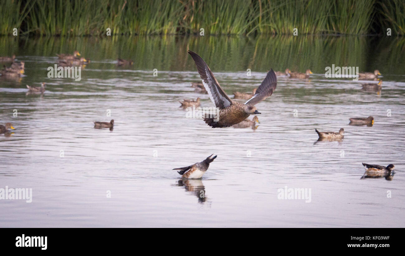 Duck taking flight from lake at Sendero laguna Nimez conservation area ...