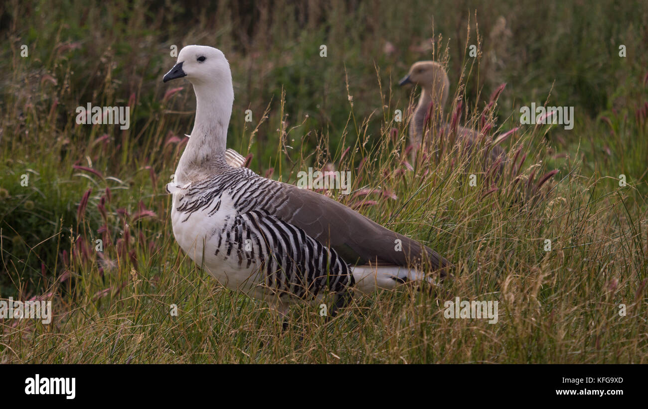 White brown and black striped male upland goose of Patagonia standing ...