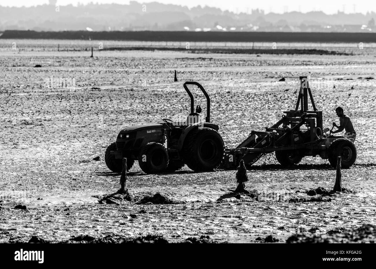 Harvesting shells hi-res stock photography and images - Alamy