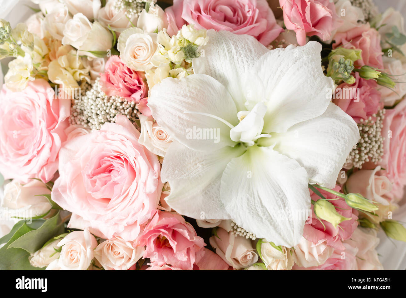 Powdery pink color. Flower branch rose, Buds, close-up Stock Photo - Alamy