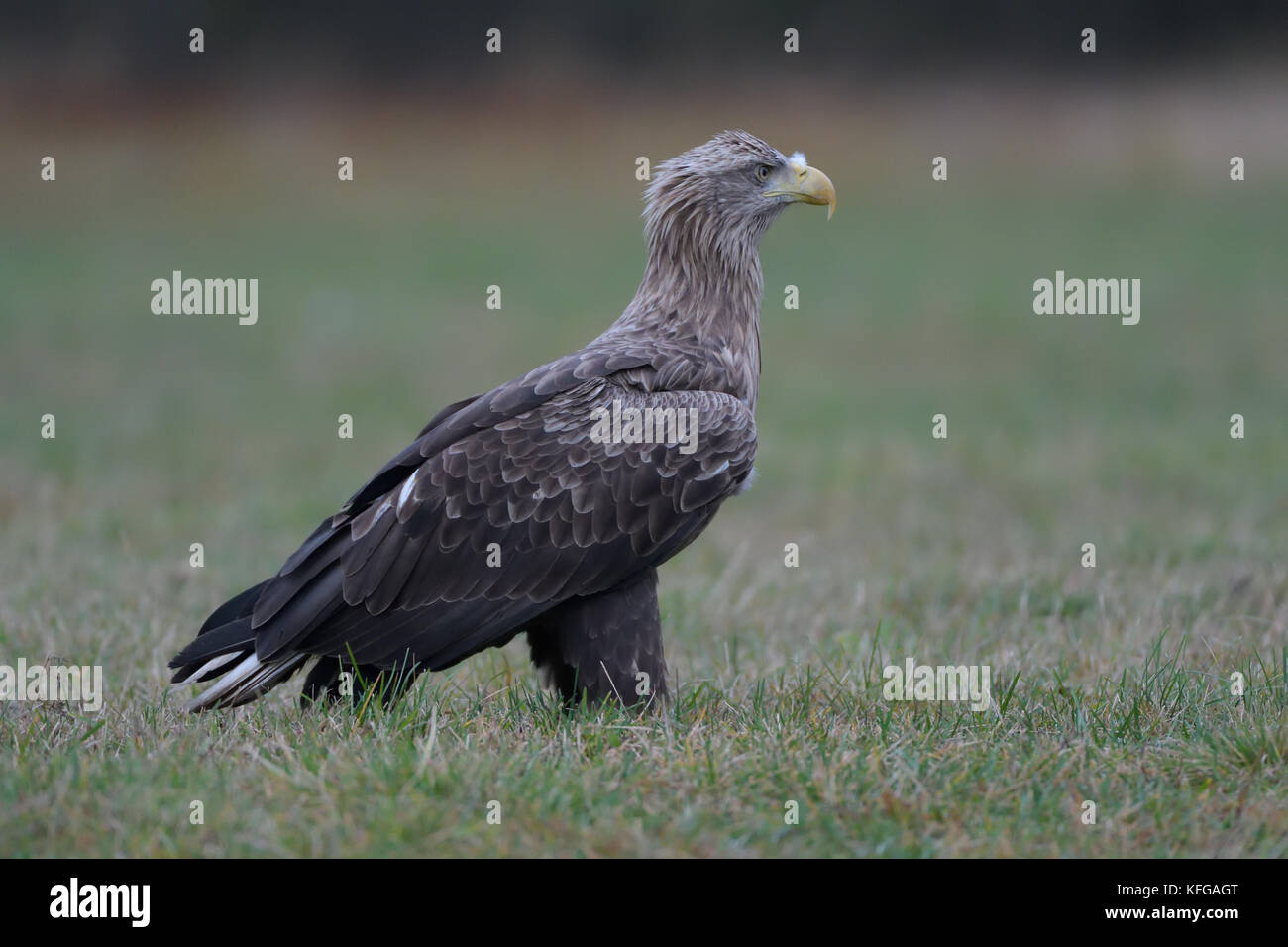 Hight hunter hi-res stock photography and images - Alamy