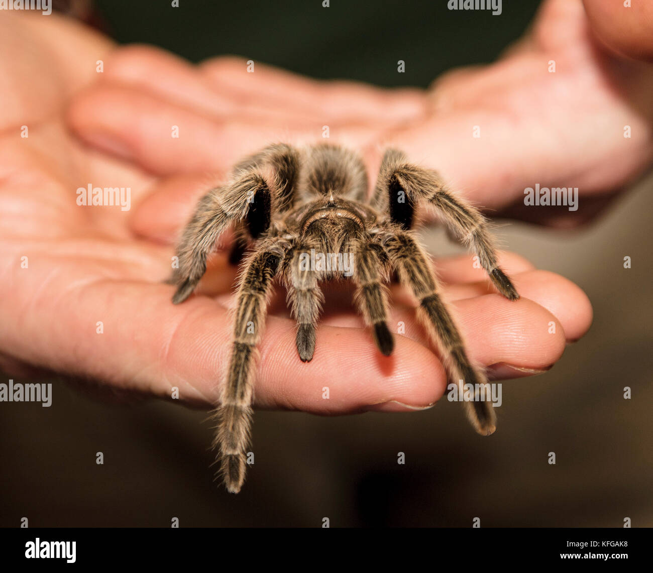 Tarantula spider and hand hi-res stock photography and images - Alamy