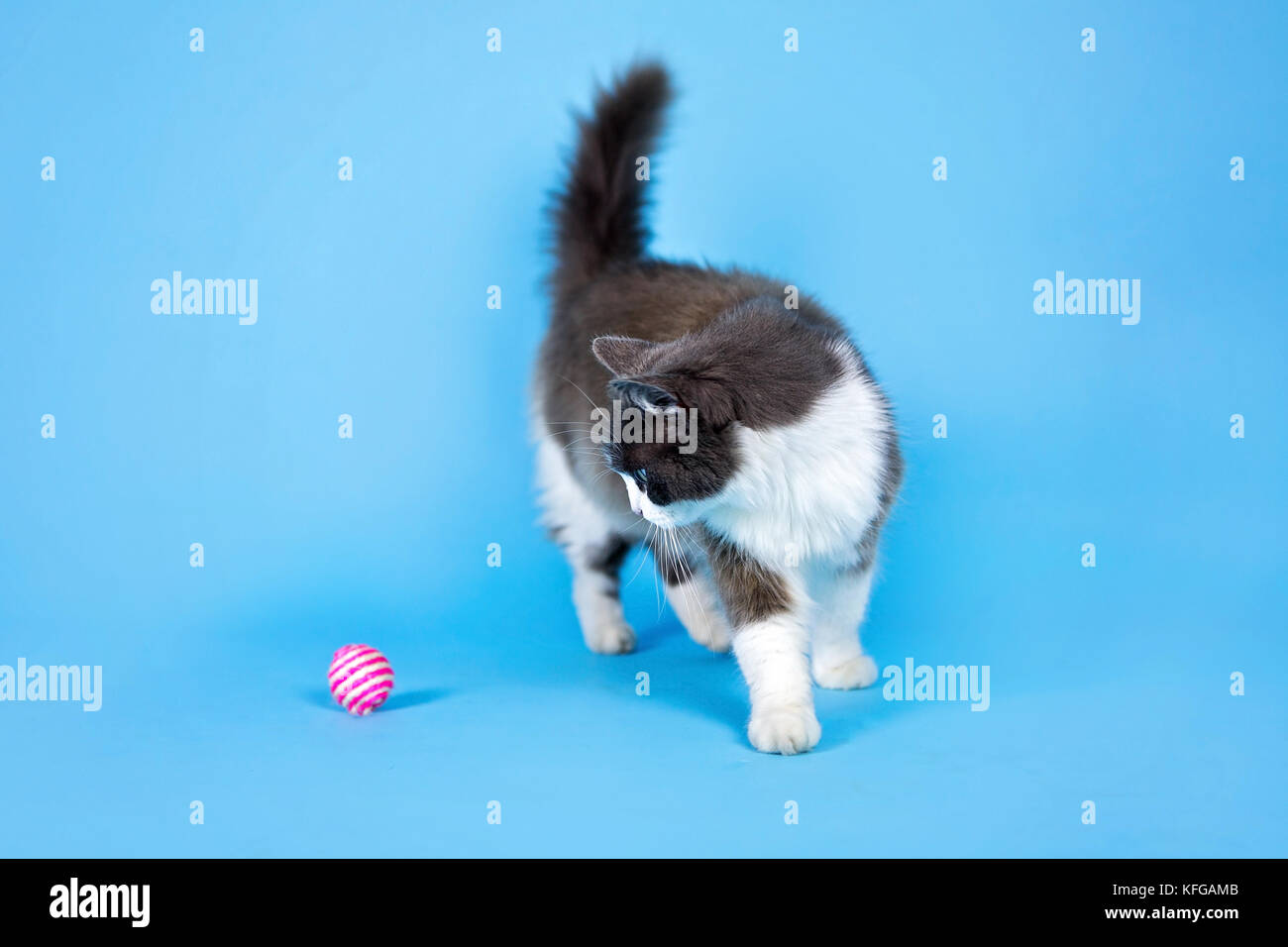 Adult cat playing with toys in the studio situation Stock Photo - Alamy