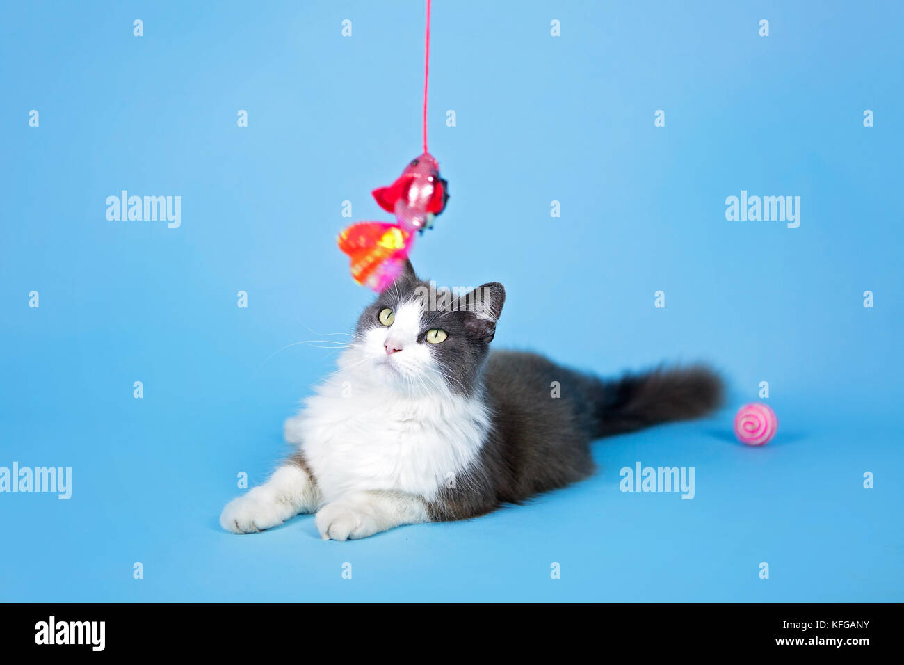 Adult cat playing with toys in the studio situation Stock Photo - Alamy