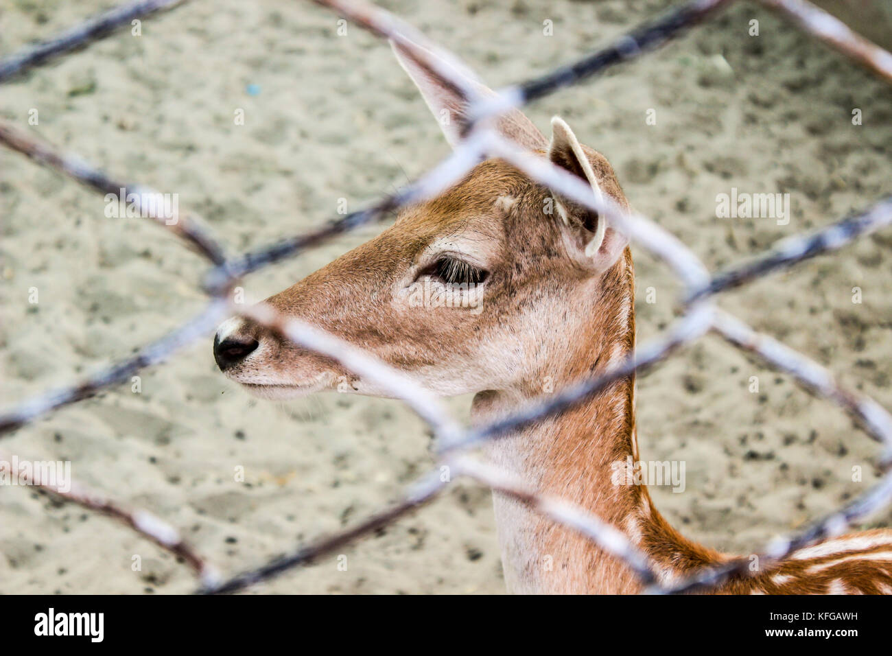 Deer in Zoo Stock Photo - Alamy