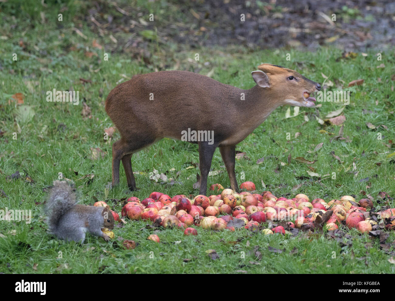 Muntjac Squirrel