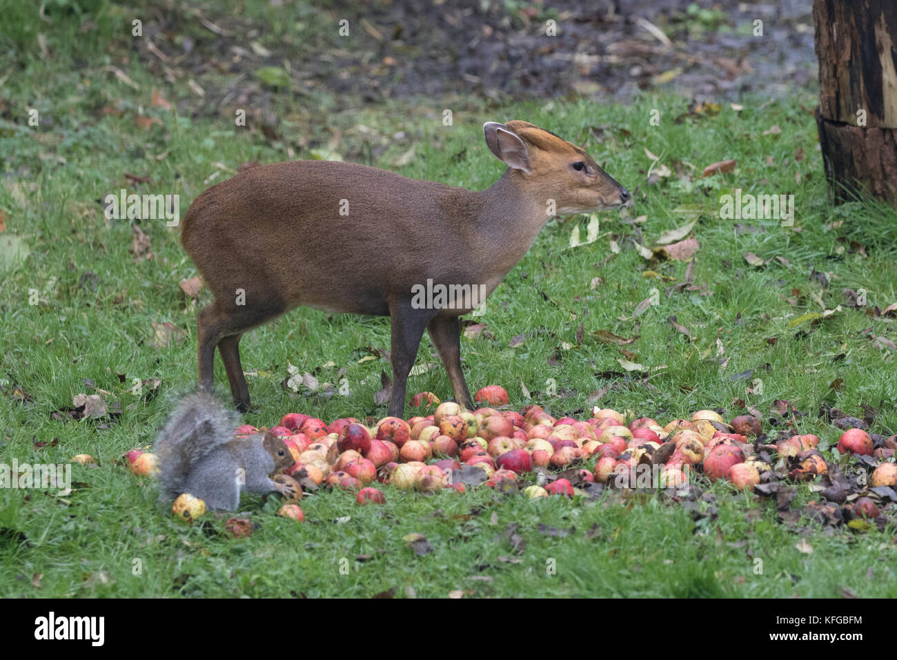 Muntjac called barking deer eating hi-res stock photography and images - Alamy