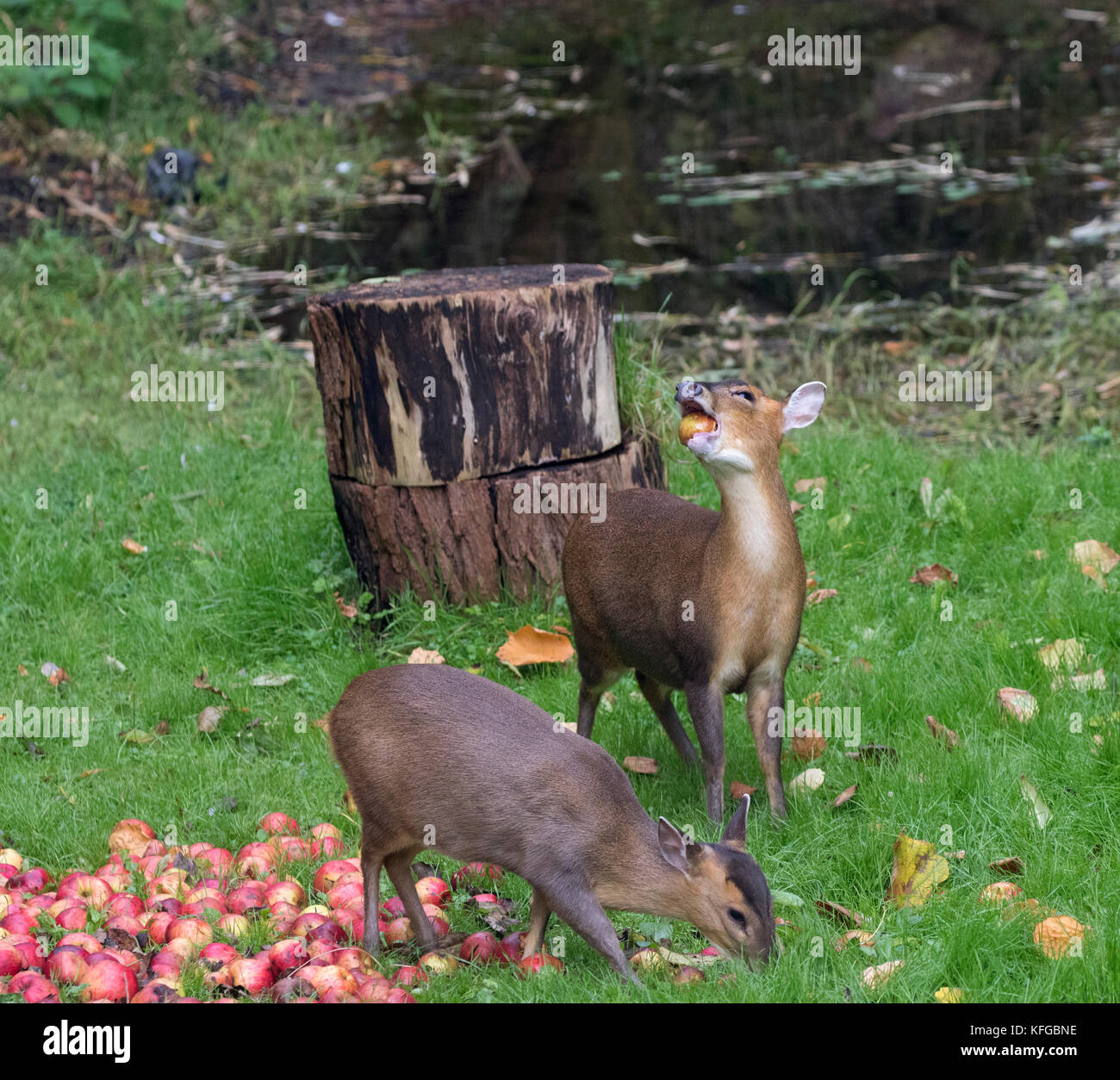 Muntjac Muntiacus reevesi also called barking deer eating windfall ...