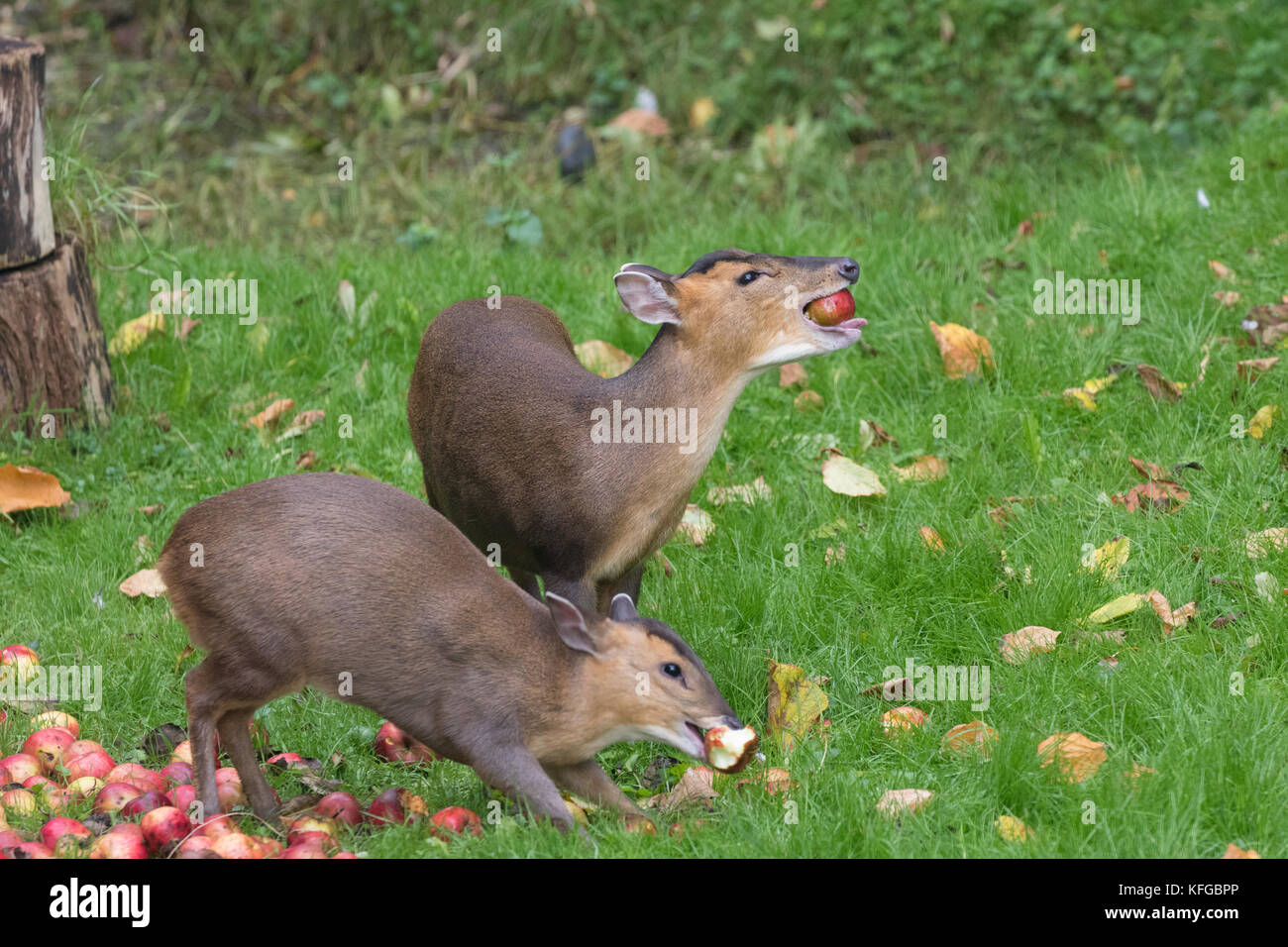 Muntjac Deer Female High Resolution Stock Photography and Images - Alamy