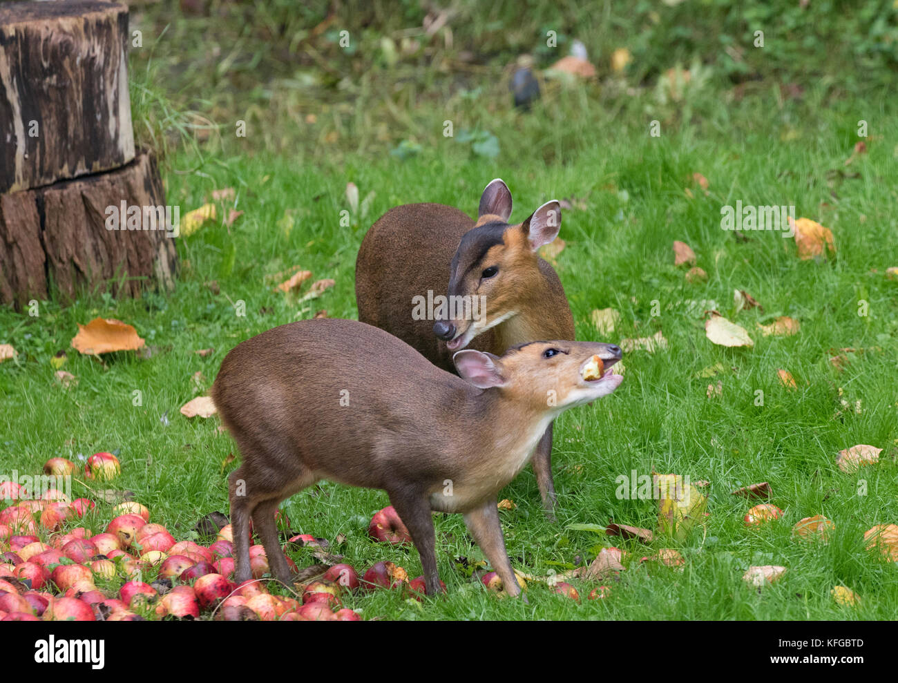 Muntjac female and male hi-res stock photography and images - Alamy