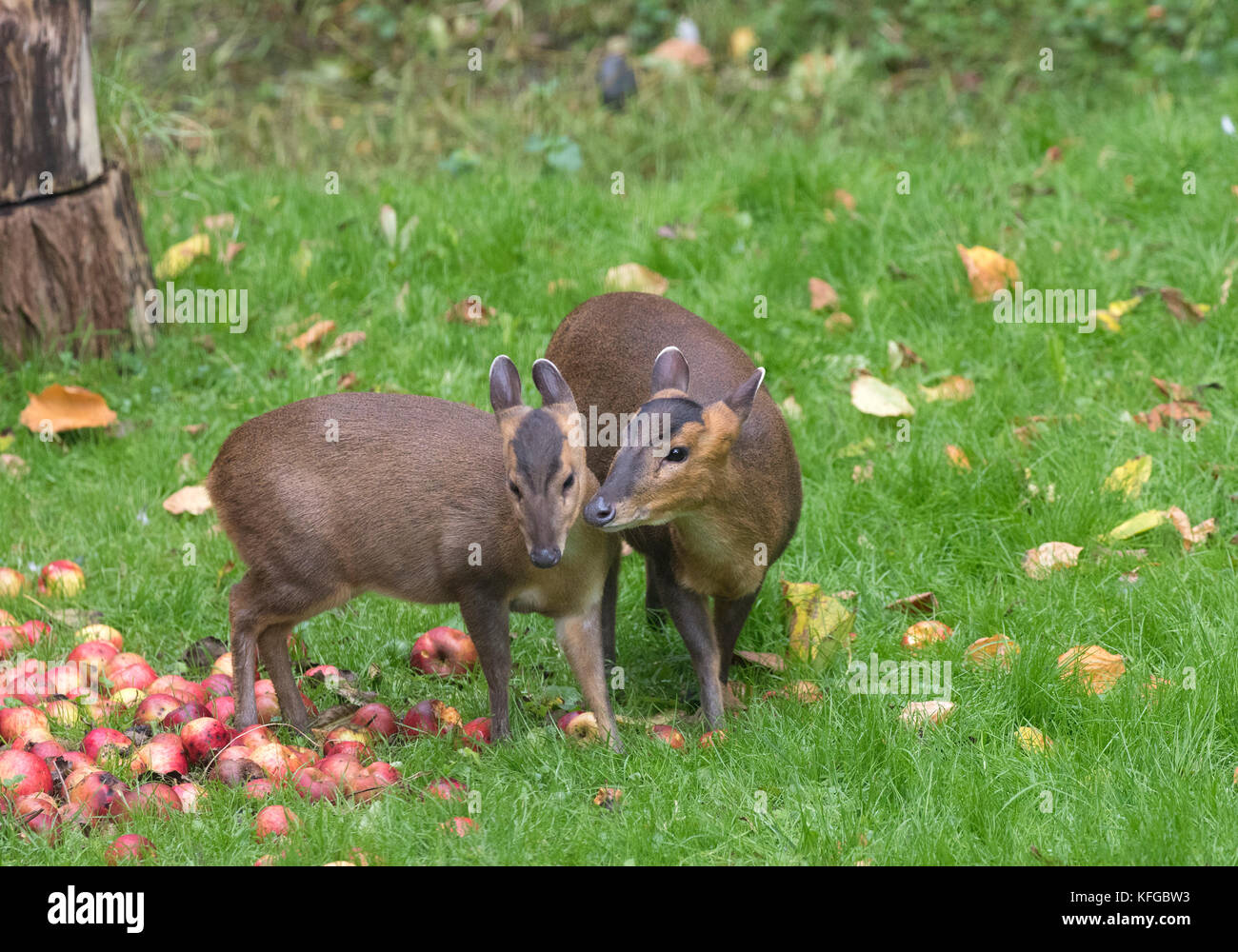 Muntjac Muntiacus reevesi also called barking deer eating windfall ...