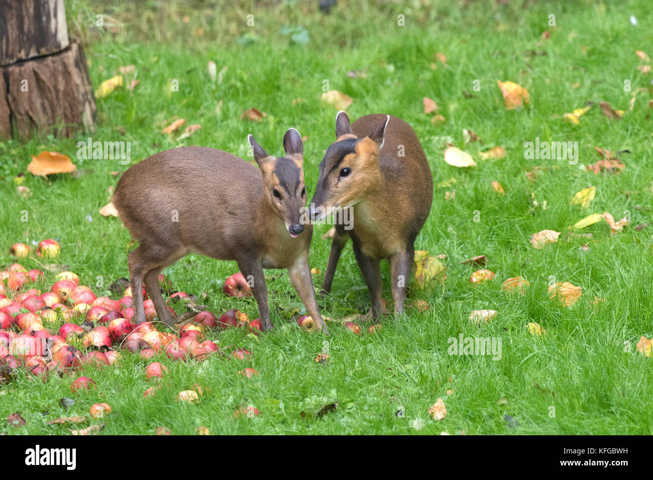 Male Muntjac Stock Photos & Male Muntjac Stock Images - Alamy