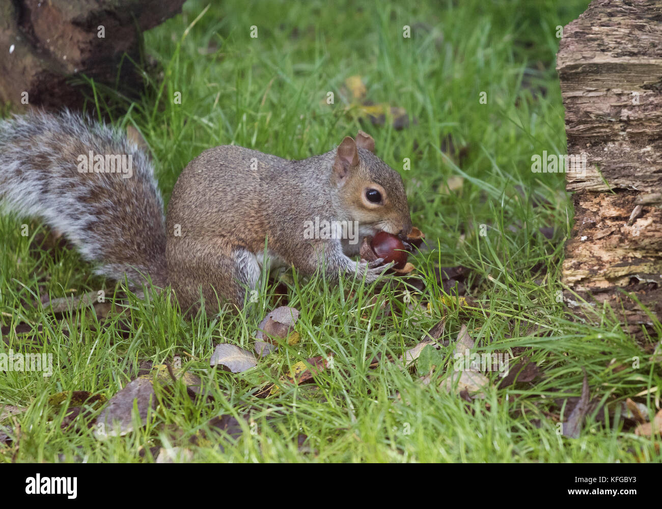 Grey squirrel Sciurus carolinensis gathering food for its winter larder ...
