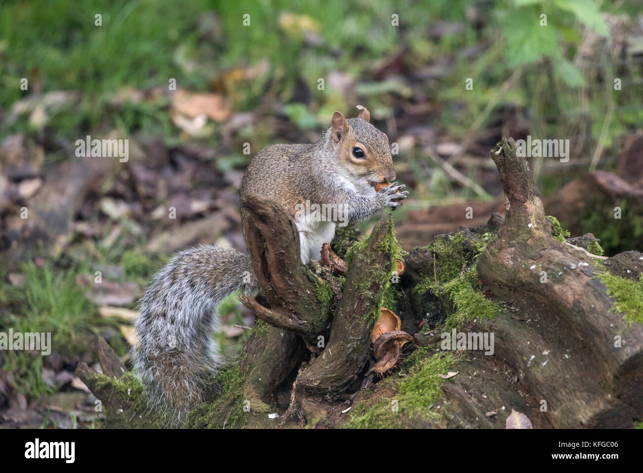 Grey squirrel Sciurus carolinensis gathering food for its winter larder ...