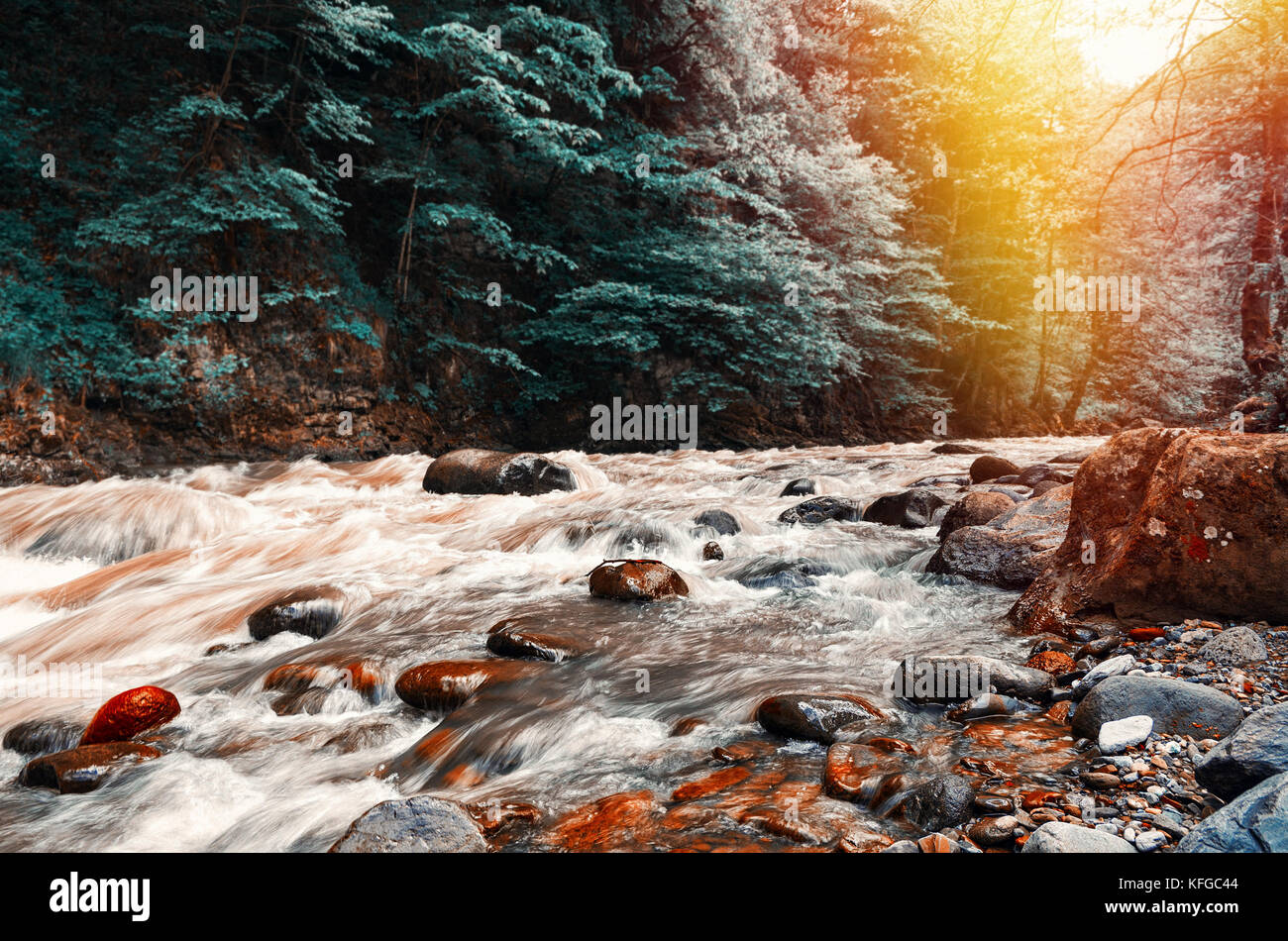 Forest creek in sunset Stock Photo - Alamy