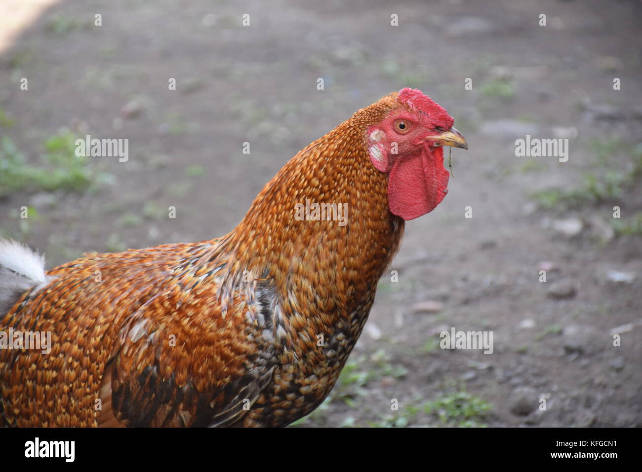 CLose up of a colorful chicken in Tenganan aboriginal village in Bali ...