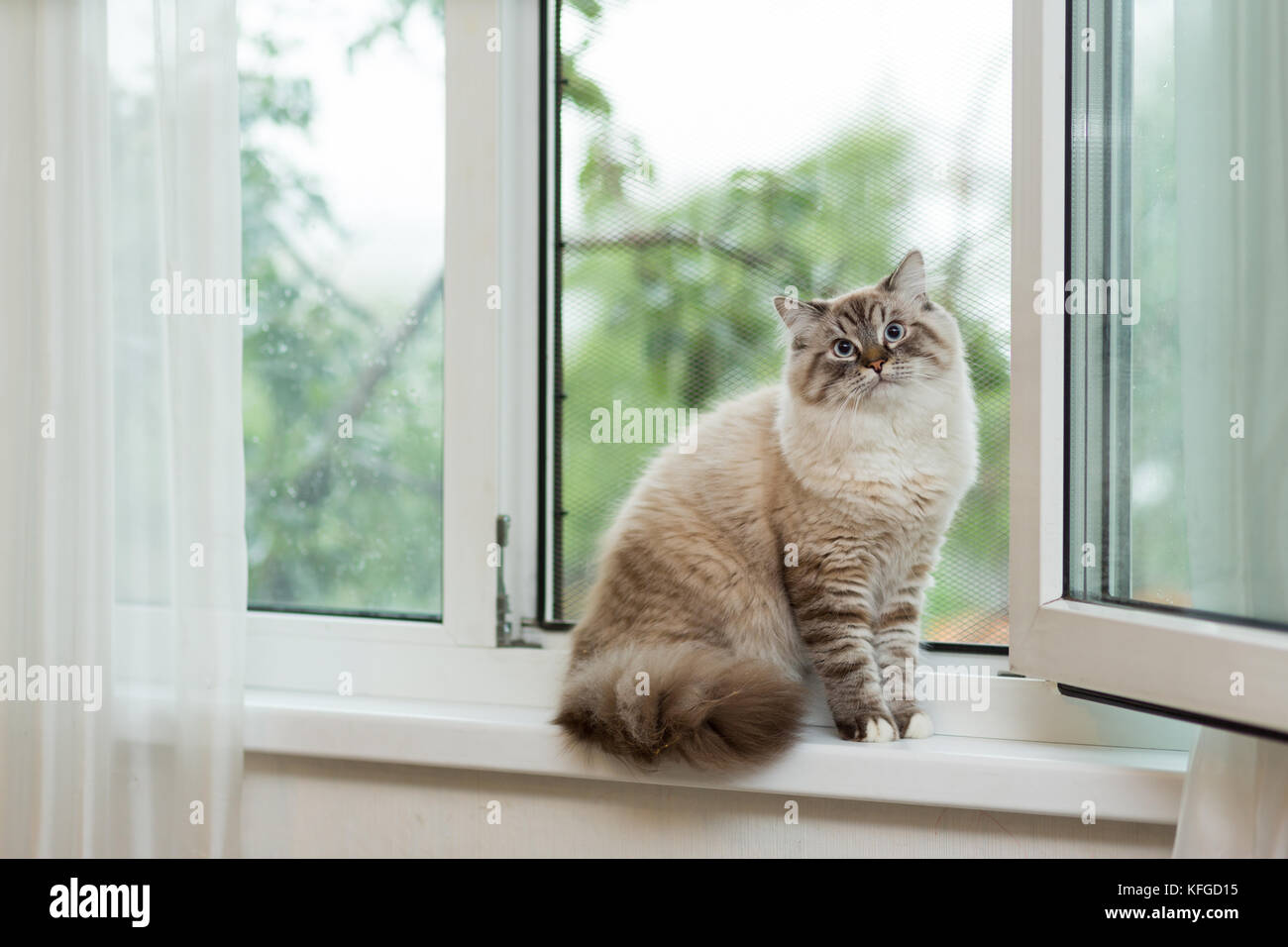 A large fluffy beige cat sits at a window with a metal grill Stock ...