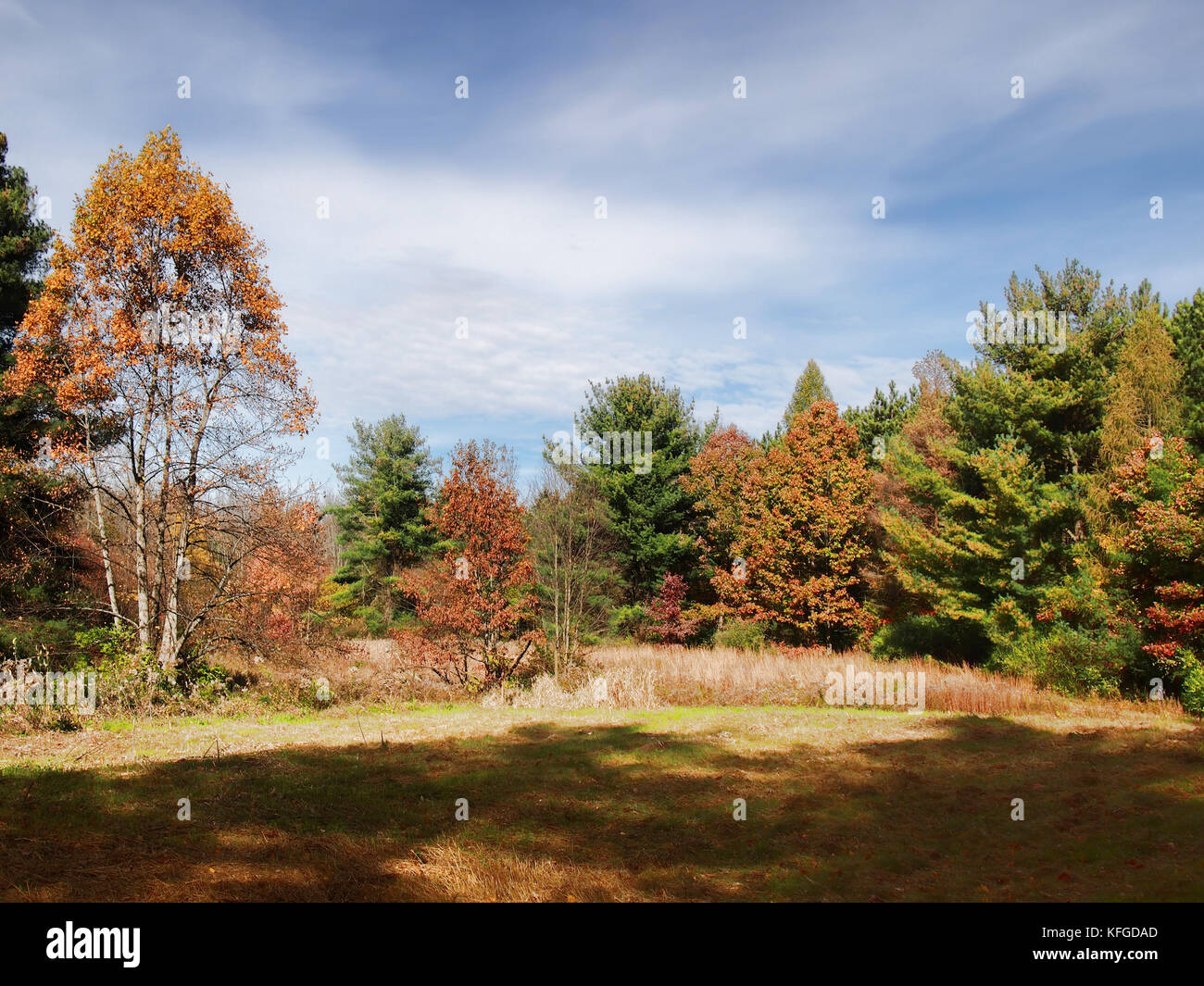 Clearing center hi-res stock photography and images - Alamy