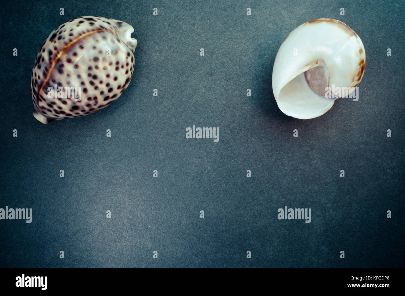 cowry and nautilus sea shell on a dark stone background - top view ...