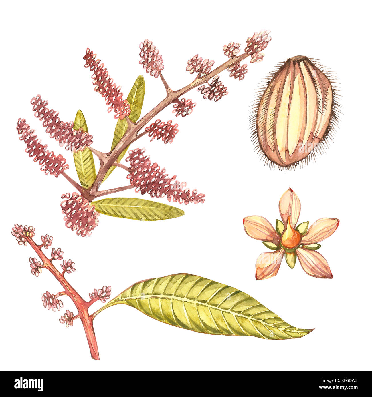 Mango Flower Drawing Orange Sherbet Mango Is The Only Mango Flowering