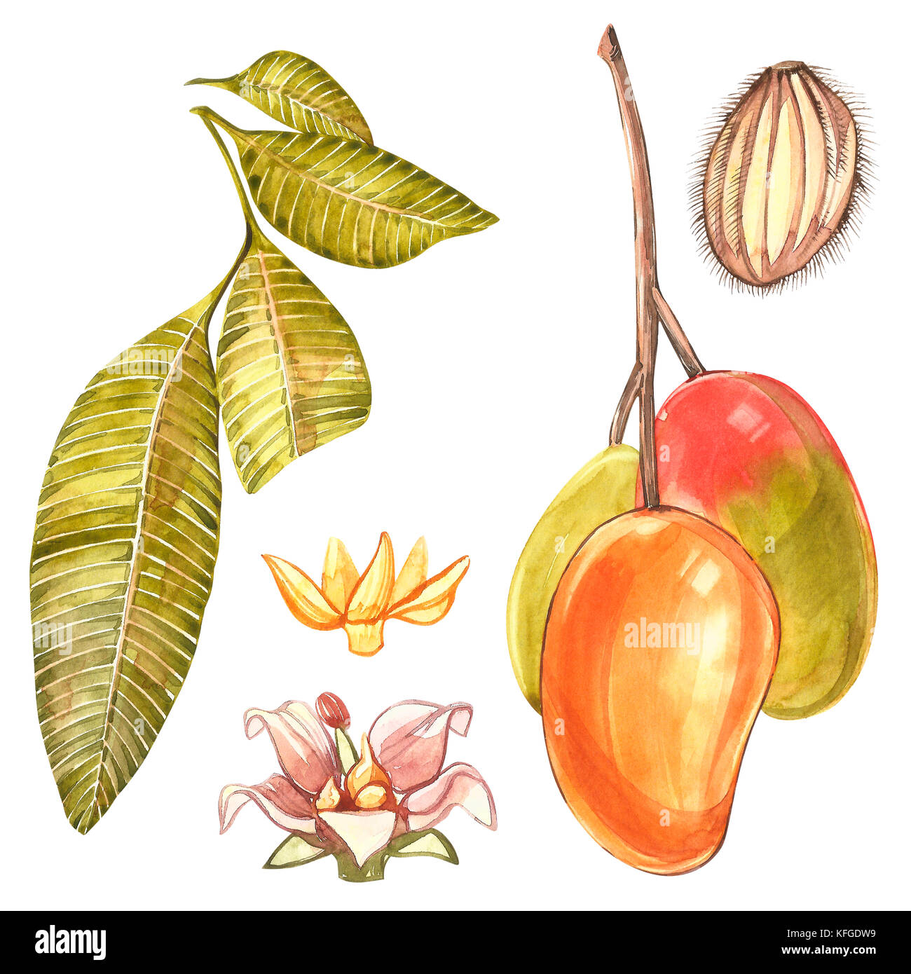 Set of Watercolor botanical illustration. Mango Fruit and flowers ...