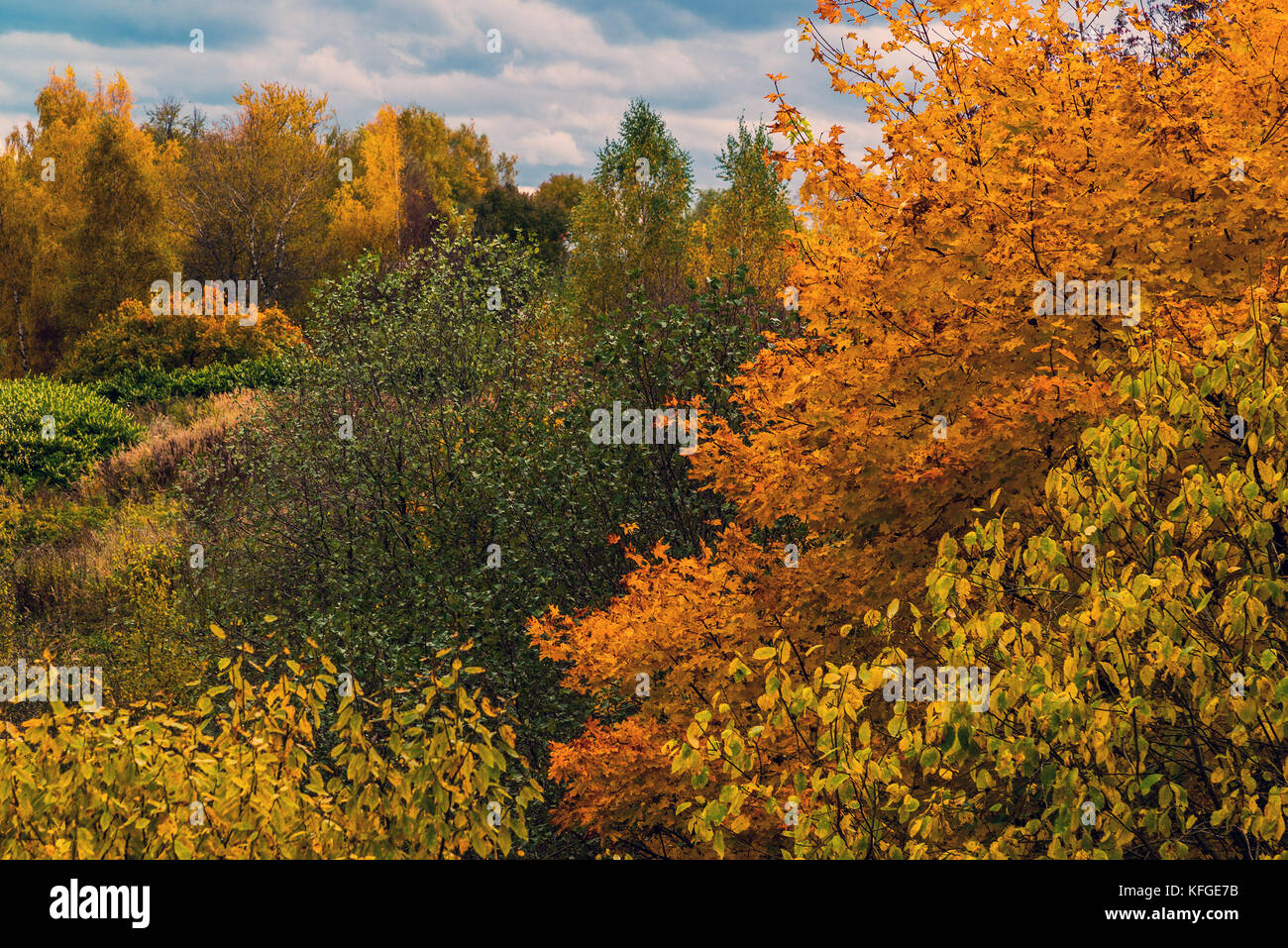 An autumn landscape in Russia at the end of September Stock Photo - Alamy