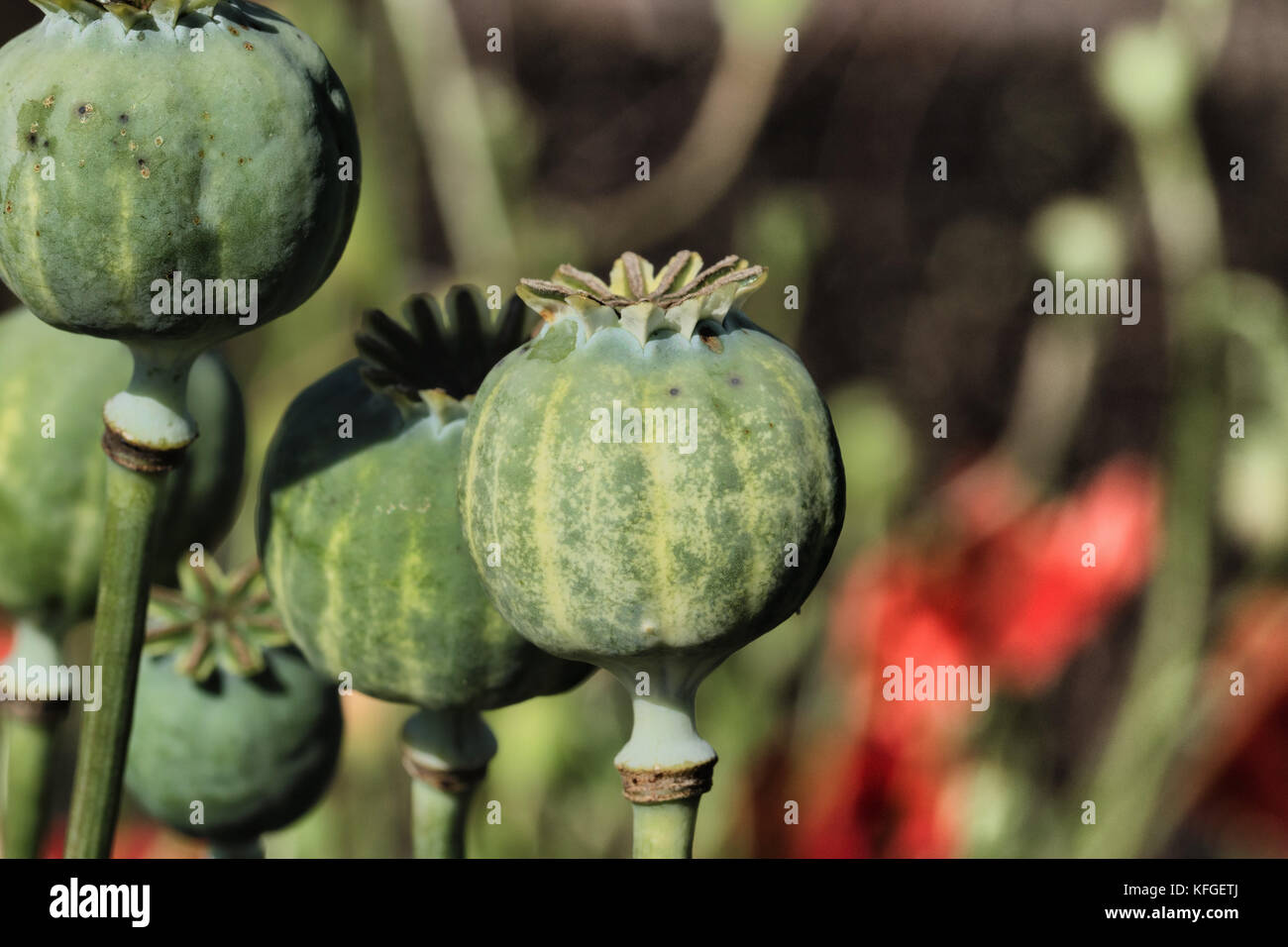 Poppy Pods at RHS Gardens,Harlow Carr,Harrogate,North Yorkshire,England ...