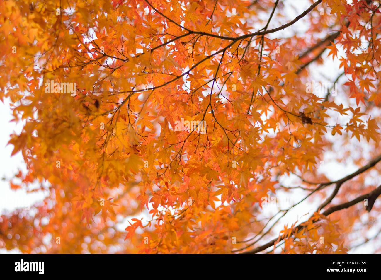 Background of vibrant colored Japanese Maple tree in horizontal frame ...