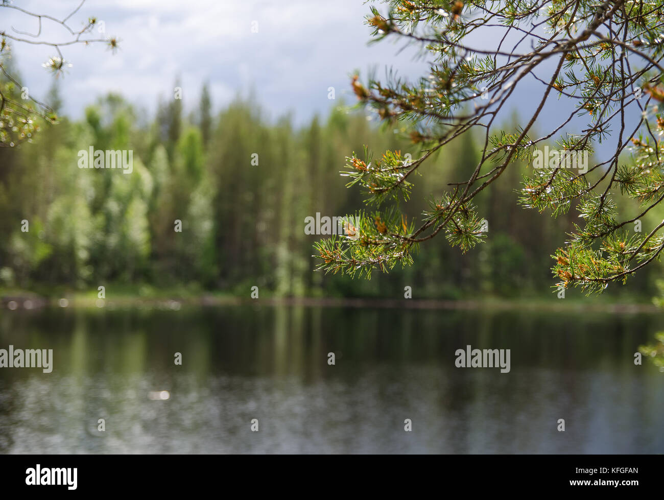 Wooded shore of a large lake. Forests along the coast Stock Photo - Alamy