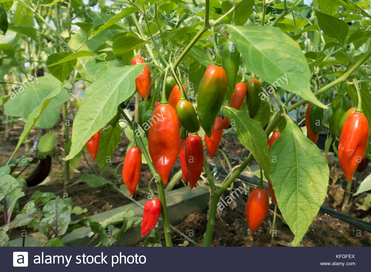 Chillies Plant Uk High Resolution Stock Photography and Images - Alamy