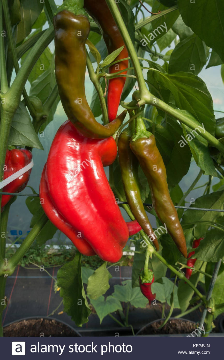 Growing Chilli Plant High Resolution Stock Photography and Images - Alamy