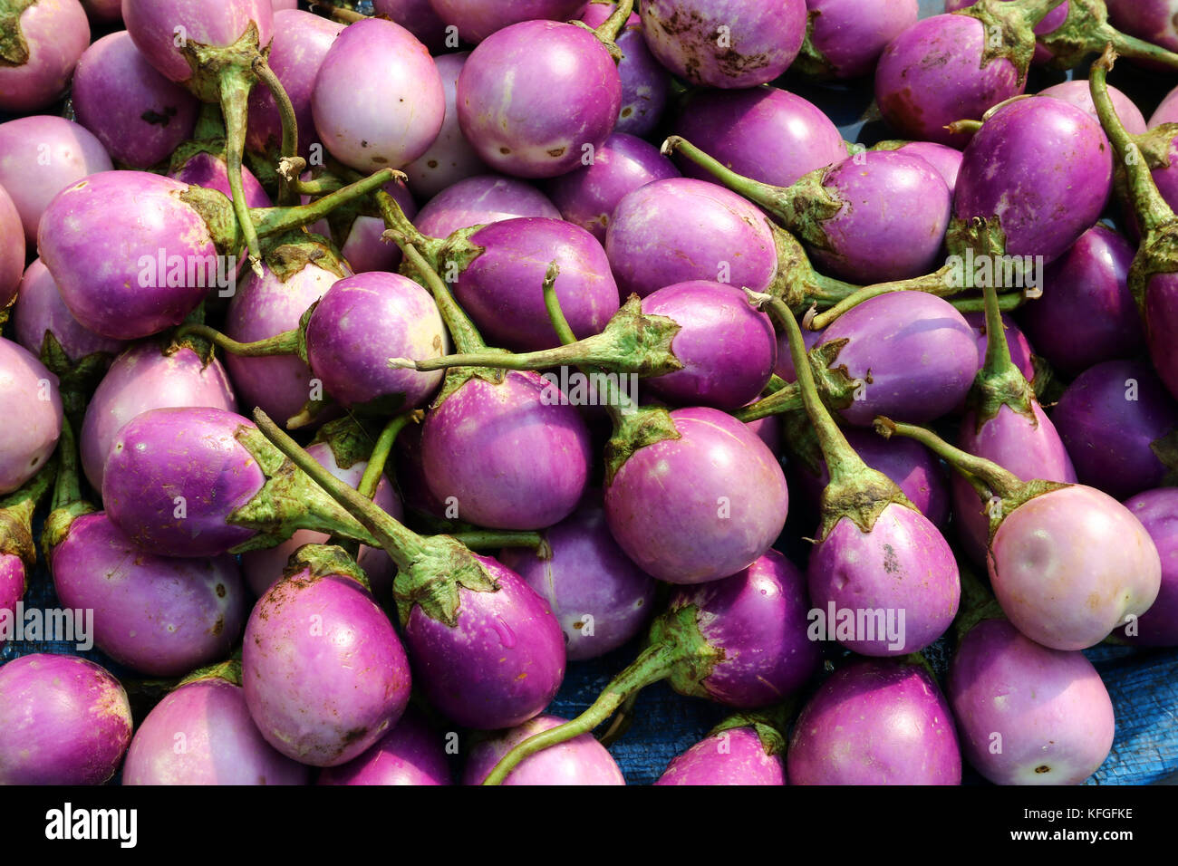 Brinjal Stock Photo, Royalty Free Image: 164476690 - Alamy