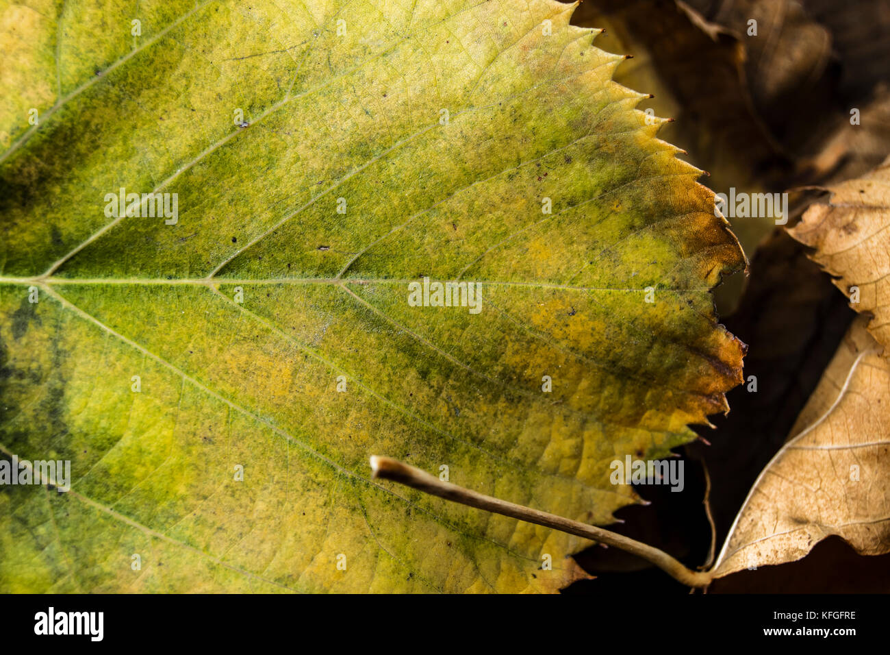 Leaf observation hi-res stock photography and images - Alamy