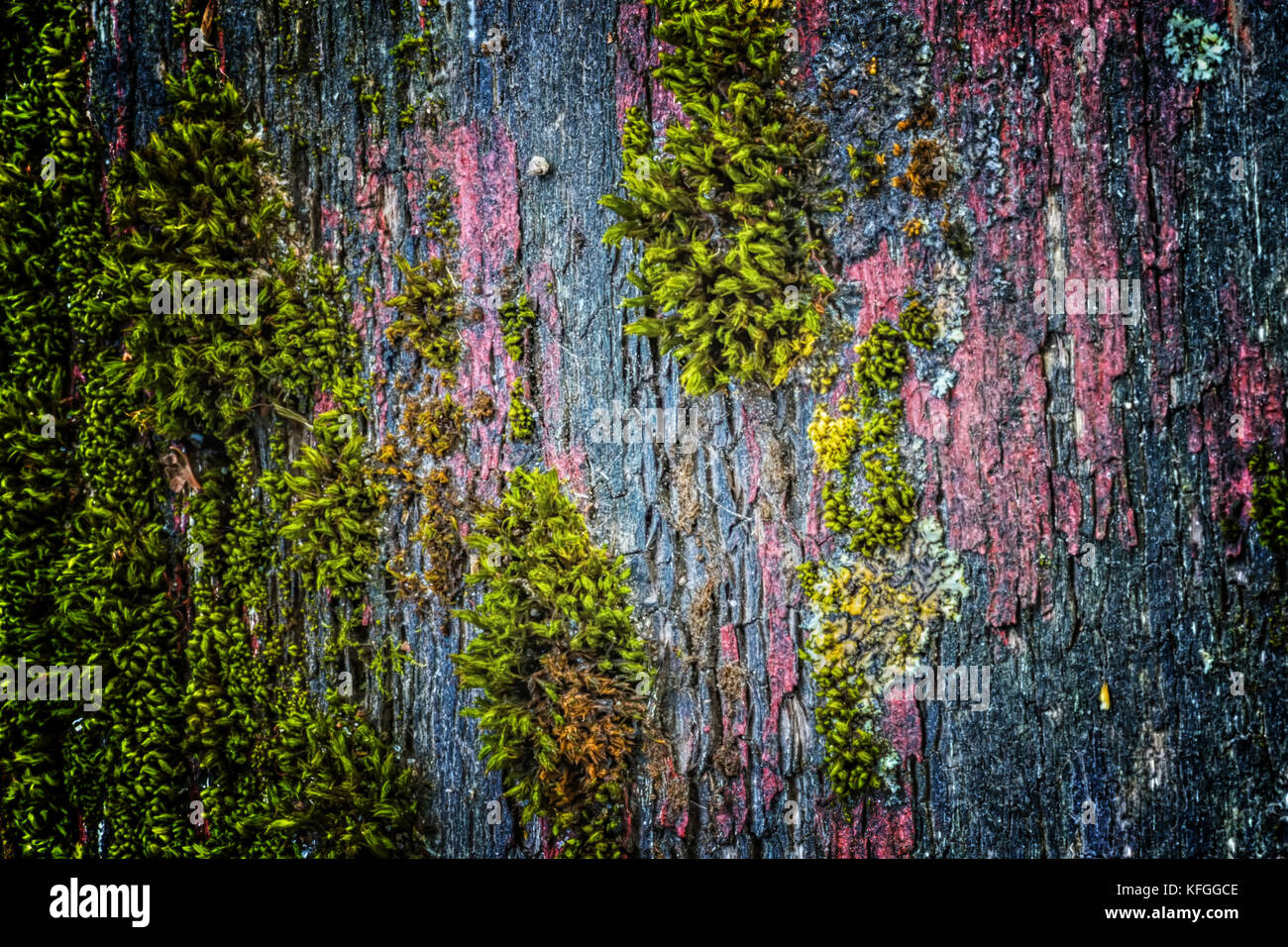 Very old weathered rustic wood texture with moss and cracks on the ...