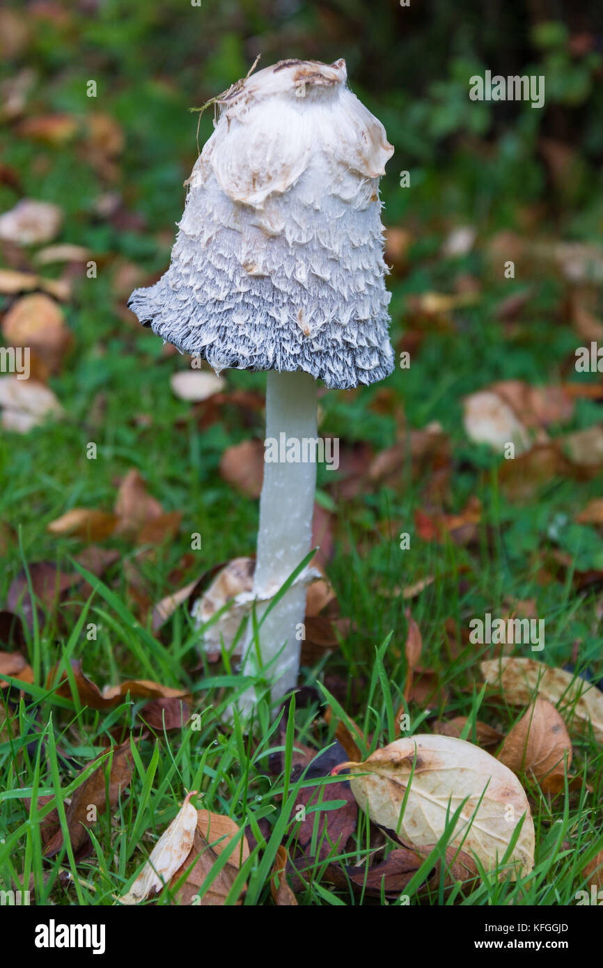 wild mushroom, Inverness, Scotland, United Kingdom Stock Photo - Alamy