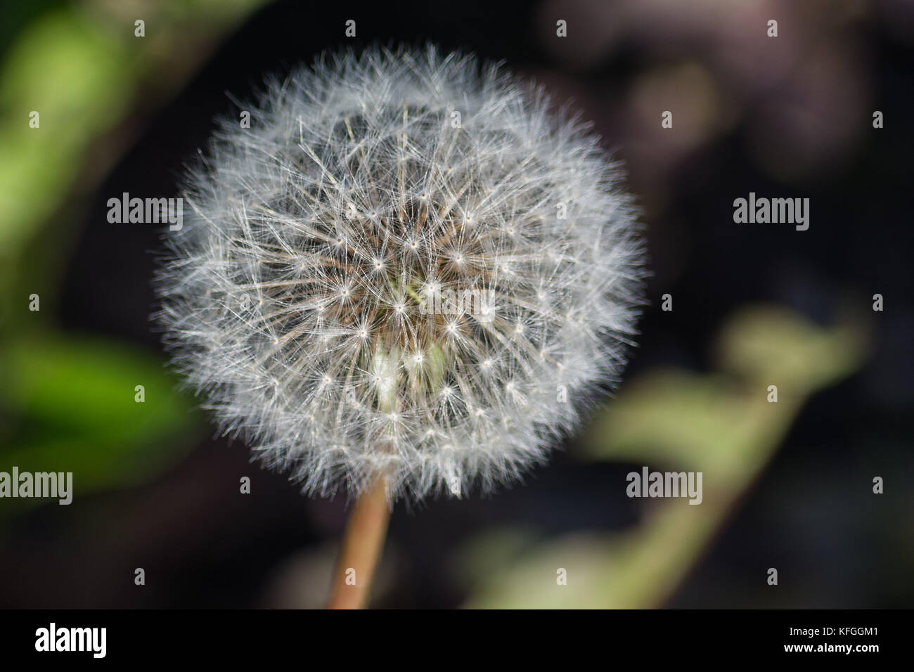 Scottish dandelion hi-res stock photography and images - Alamy