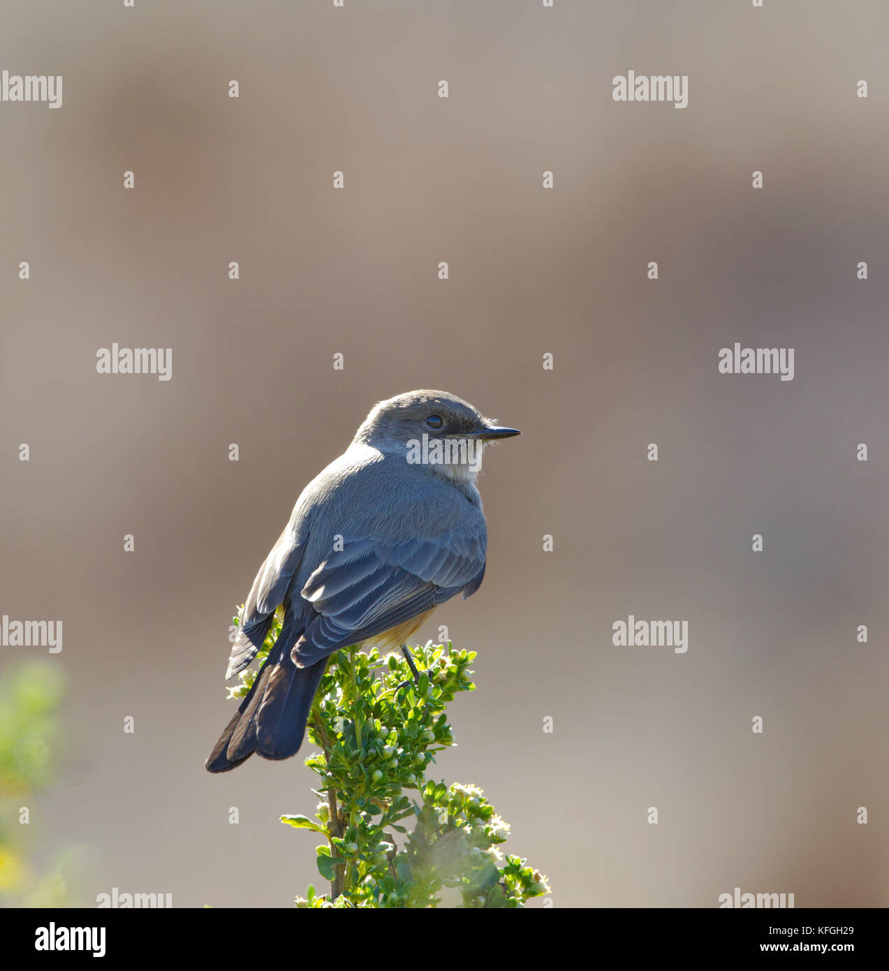 Say's phoebe hi-res stock photography and images - Alamy