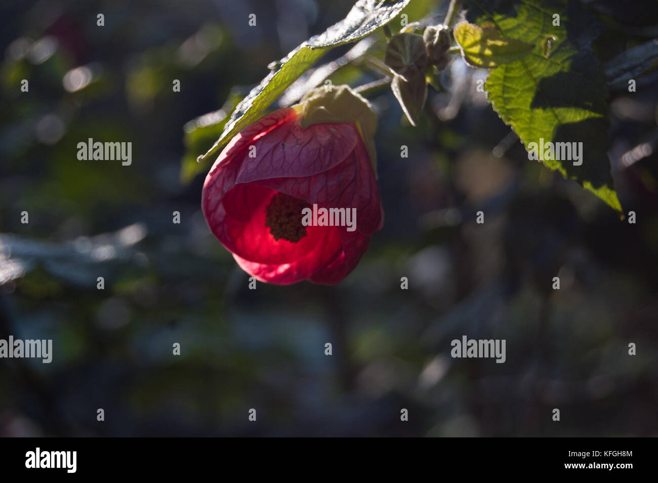 Red flower of room maple. Indian mallow, abutilon in garden Stock Photo ...