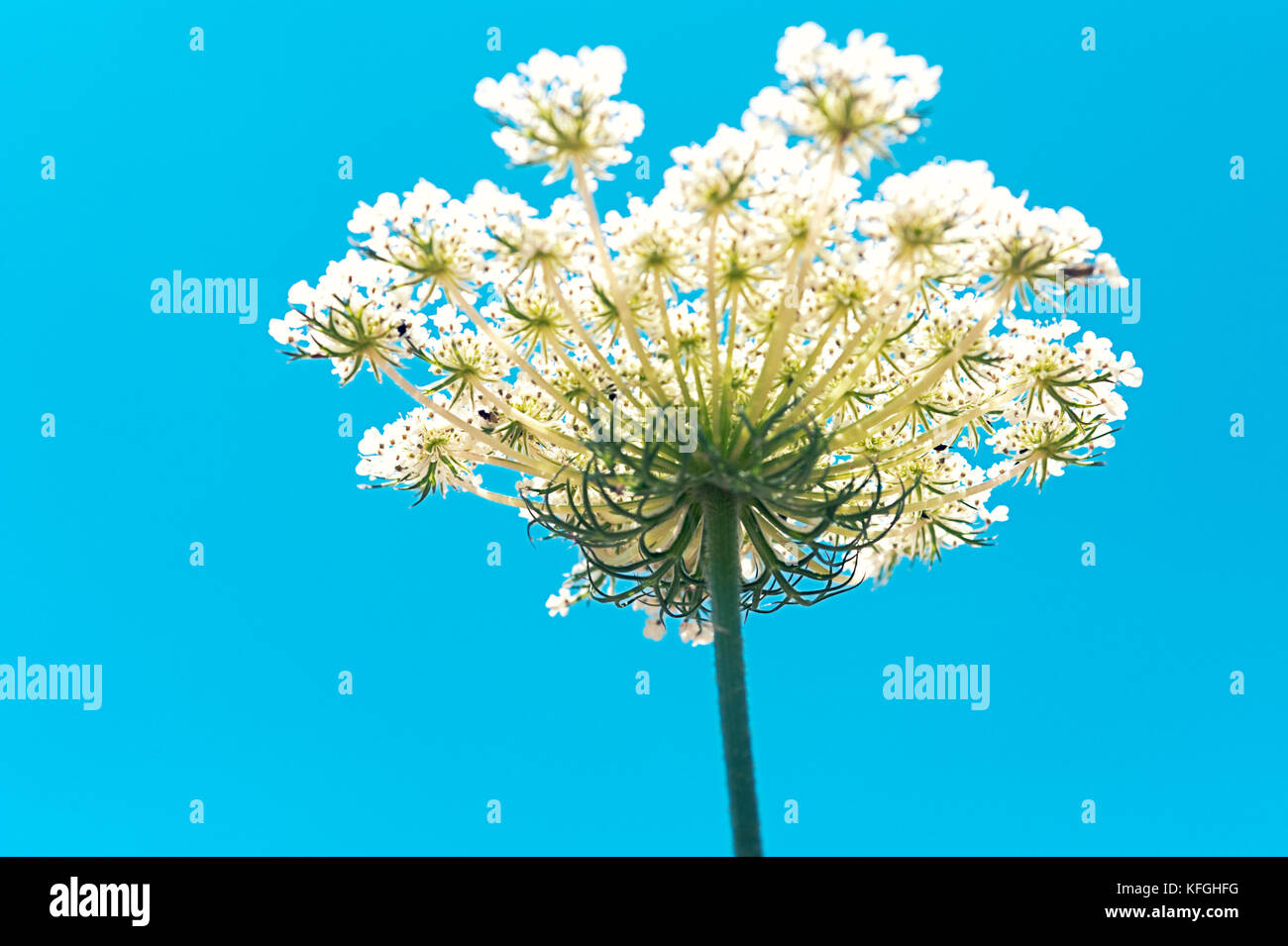 Blue Lace Flower High Resolution Stock Photography and Images - Alamy