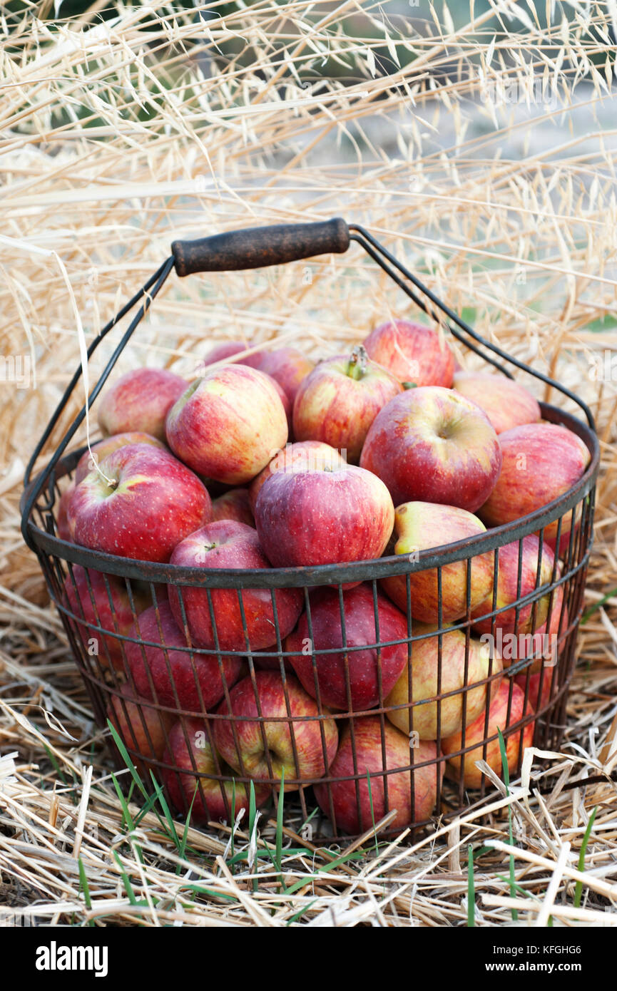 An antique metal basket filled with red apples Stock Photo - Alamy