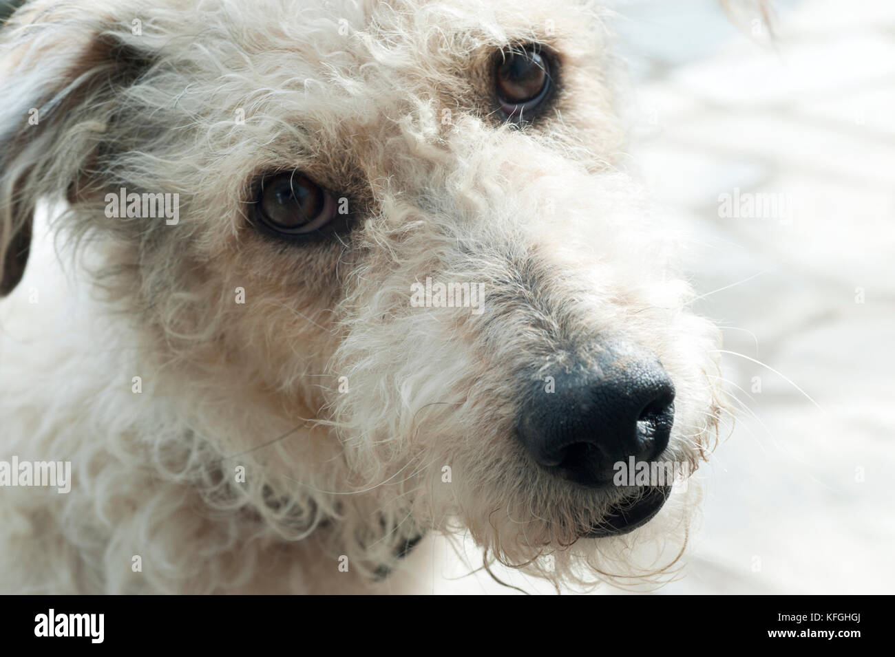 Close up of a dog´s face looking up at camera Stock Photo - Alamy