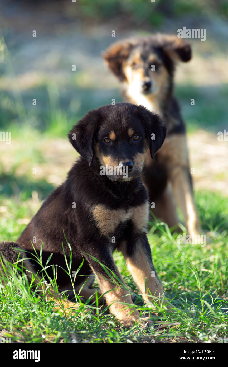 Two puppies hi-res stock photography and images - Alamy